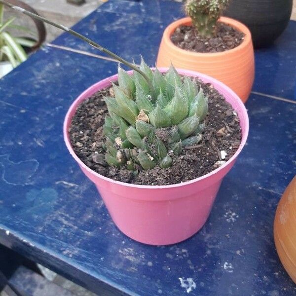 Haworthia Gracilis Care Guide: Water, Soil & Propagation - Plantiary