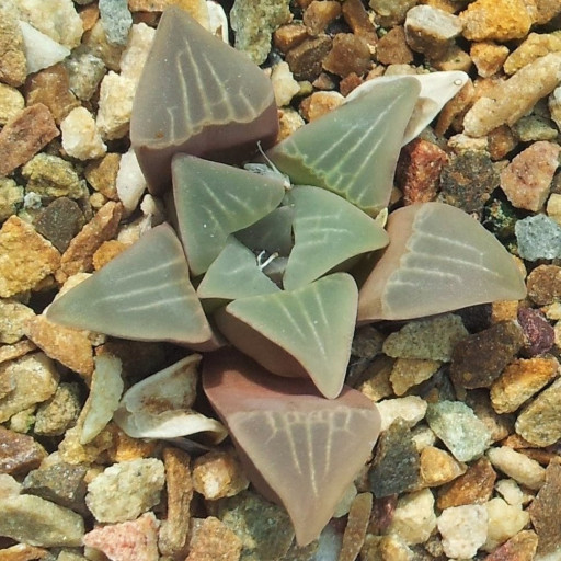 Mutated Haworthia (Haworthia Mutica) Plant Care & How to Grow, Water