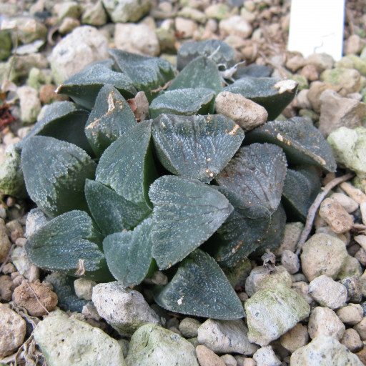 Pygmy Haworthia (Haworthia Pygmaea) Plant Care & How to Grow, Water