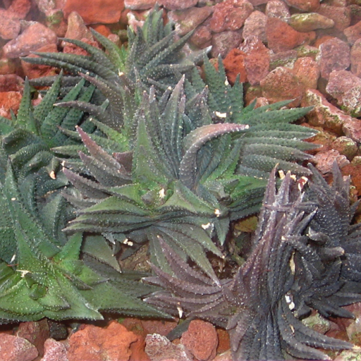 Crude Haworthia (Haworthia Scabra) Plant Care & How to Grow, Water