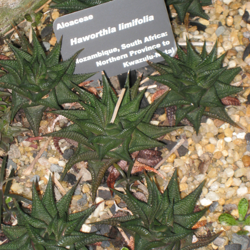 Fairy Washboard (Haworthiopsis Limifolia) Plant Care & How to Grow, Water