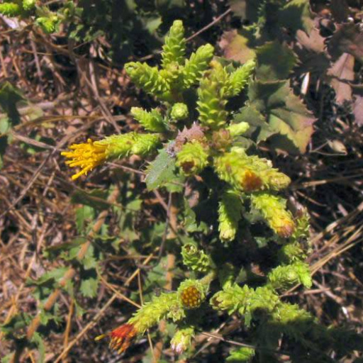 Sawtooth Goldenbush (Hazardia Squarrosa) Care Guide: Water, Soil ...