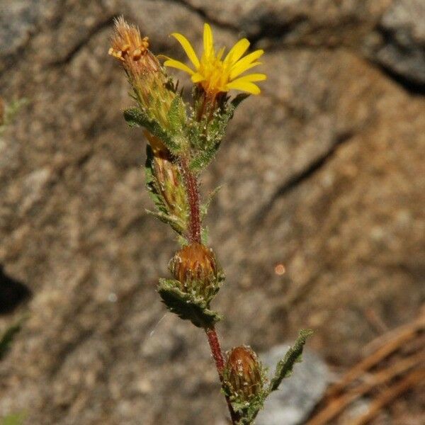 Whitney's Goldenbush (Hazardia Whitneyi) Care Guide: Water, Soil ...
