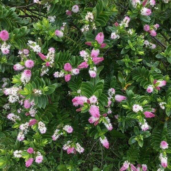 Hooker's Hebe Plant Care & How to Grow, Water