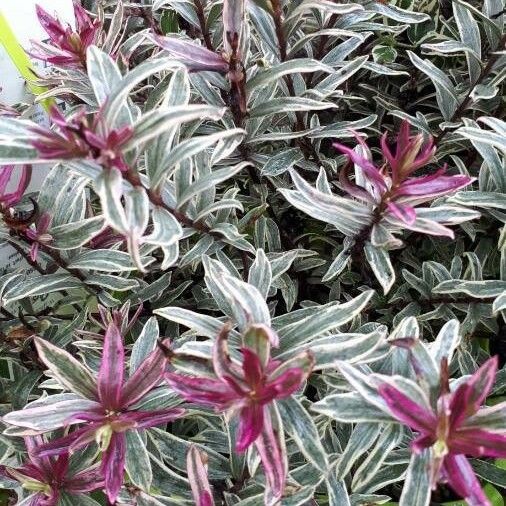 Hebe Macrocarpa Care Guide: Water, Soil & Propagation - Plantiary