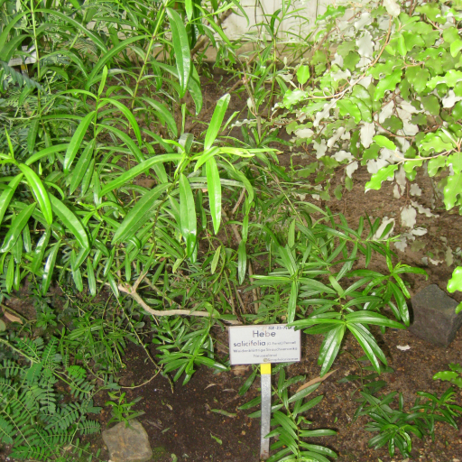 Koromiko (Hebe Salicifolia) Plant Care & How to Grow, Water