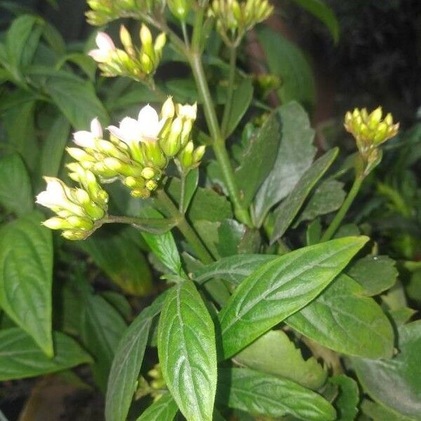 Turma-De-Toro (Hebeclinium Macrophyllum) Plant Care & How to Grow, Water