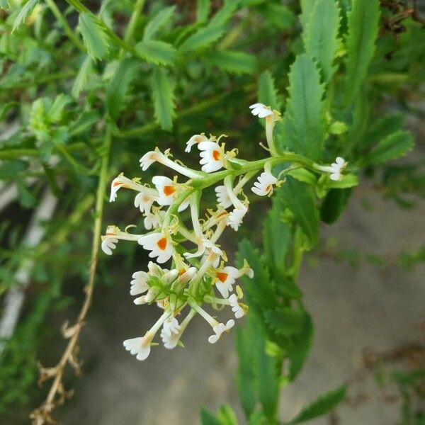 Eastern Shrubby Slugwort (Hebenstretia Dura) Plant Care & How to Grow ...