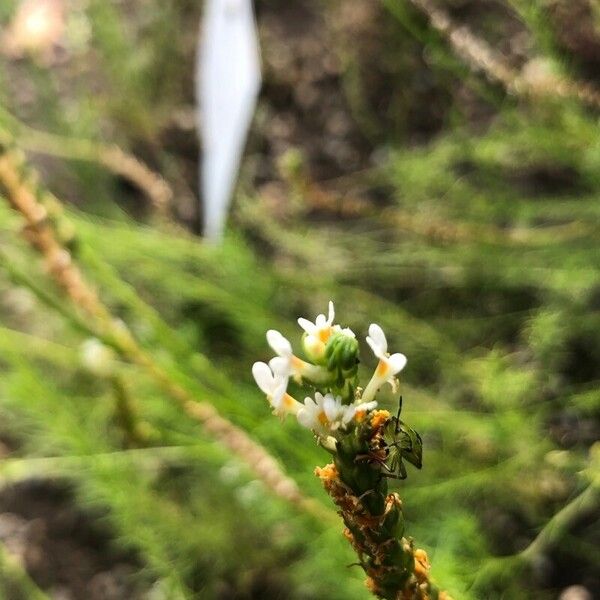 Summer Slugwort (Hebenstretia Integrifolia) Plant Care & How to Grow, Water