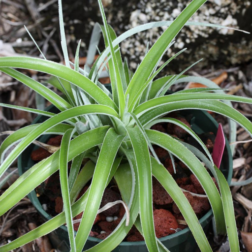 Hechtia Caerulea Plant Care & How to Grow, Water