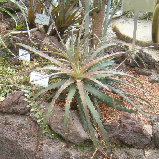 Hechtia Caudata Care Guide: Water, Soil & Propagation - Plantiary
