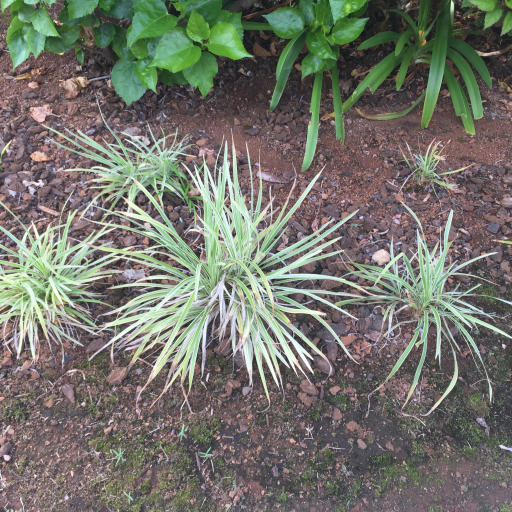 Guapilla (Hechtia Glomerata) Plant Care & How to Grow, Water