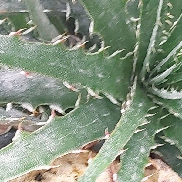 Mountain Hechtia (Hechtia Montana) Care Guide: Water, Soil ...