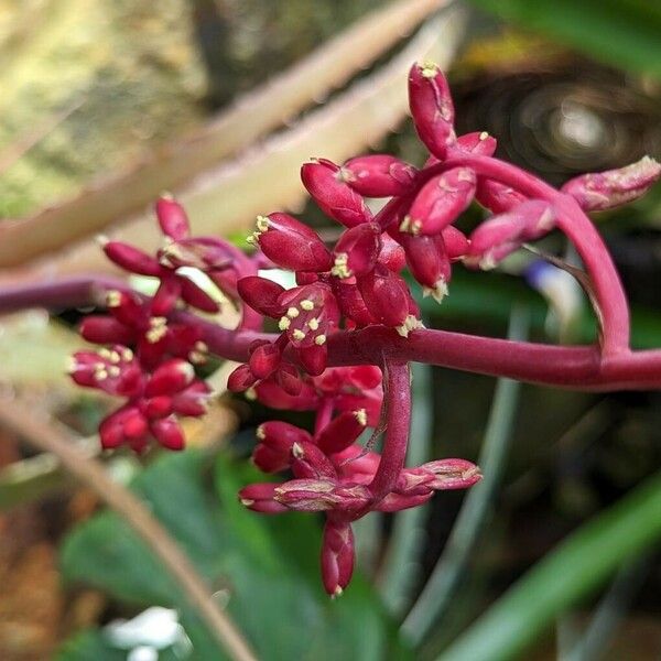 Hechtia Rosea Plant Care & How to Grow, Water