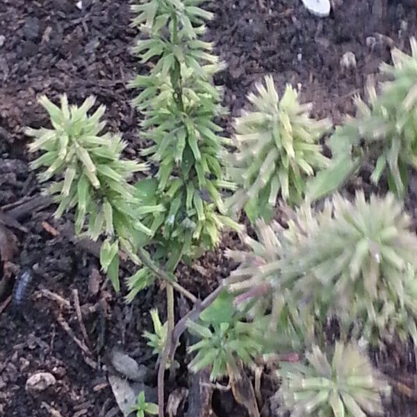 Rough False Pennyroyal (Hedeoma Hispida) Plant Care & How to Grow, Water