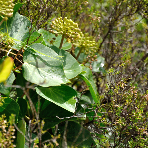 Azores Ivy (Hedera Azorica) Plant Care & How to Grow, Water