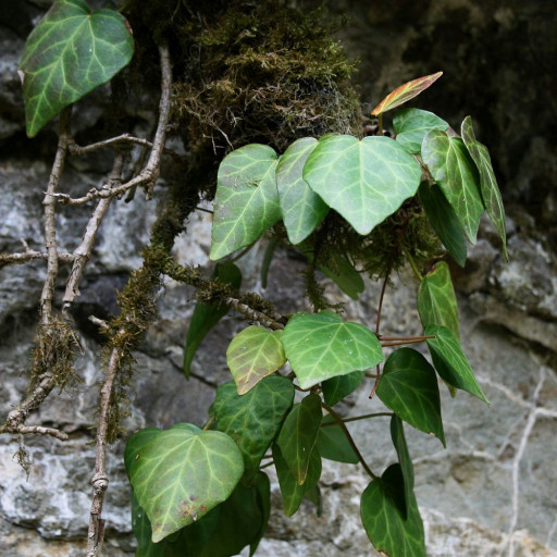 Persian Ivy (Hedera Colchica) Plant Care & How to Grow, Water