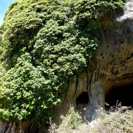 English Ivy (Hedera Helix) Plant Care & How to Grow, Water