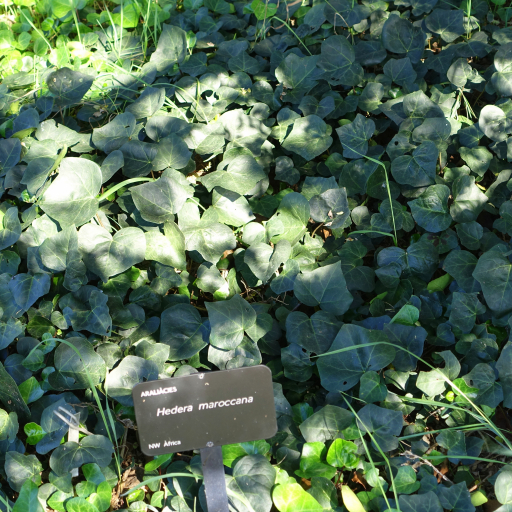 Hedera Maroccana Plant Care & How to Grow, Water