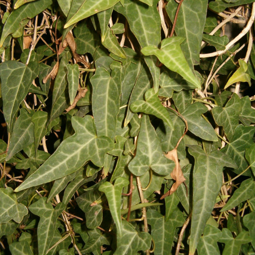 Himalayan Ivy (Hedera Nepalensis) Plant Care & How to Grow, Water