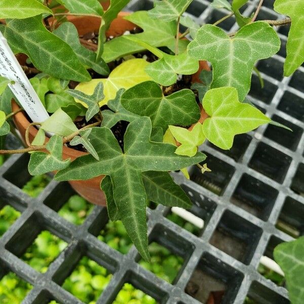 Himalayan Ivy (Hedera Sinensis) Plant Care & How to Grow, Water