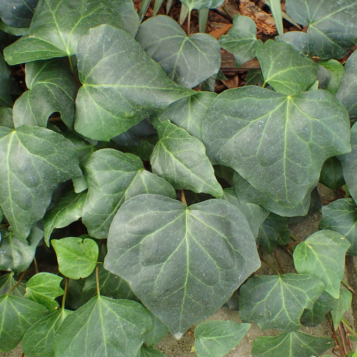 Ivies (Hedera) Plant Care & How to Grow, Water