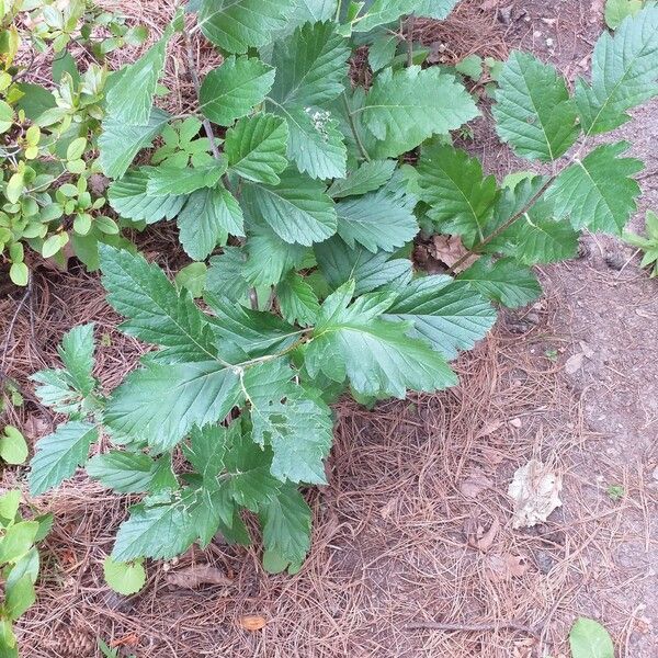 Hedlundia Armeniaca Plant Care & How to Grow, Water