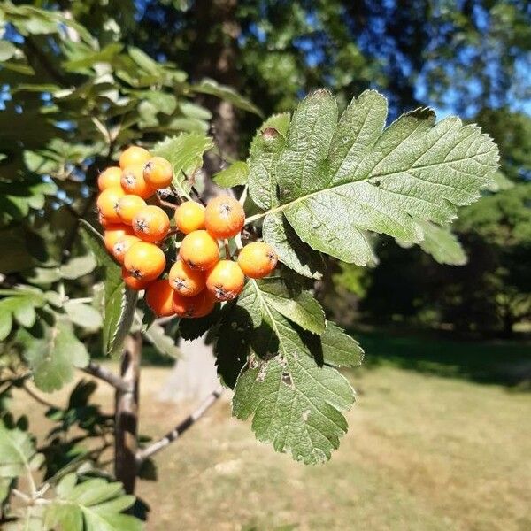 Swedish Service-Tree (Hedlundia Hybrida) Plant Care & How to Grow, Water