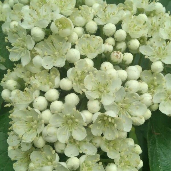 Hedlundia Legrei Plant Care & How to Grow, Water