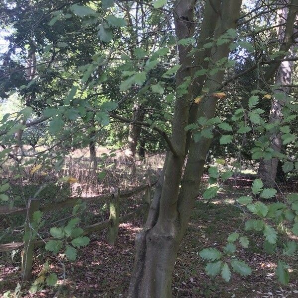 Ley's Whitebeam (Hedlundia Leyana) Plant Care & How to Grow, Water