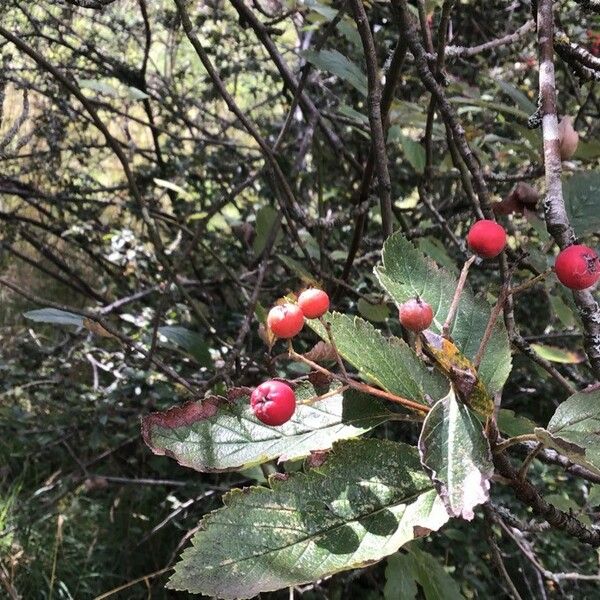 Least Whitebeam (Hedlundia Minima) Care Guide: Water, Soil ...
