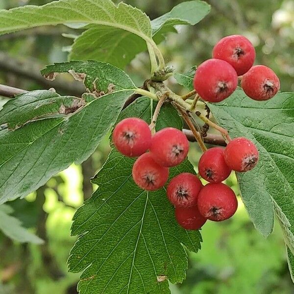 Hedlundia Pulchra Plant Care & How to Grow, Water