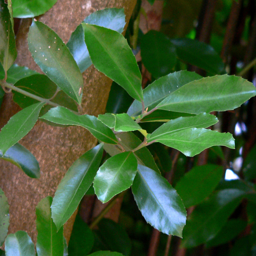 Pigeonwood (Hedycarya Arborea) Plant Care & How to Grow, Water