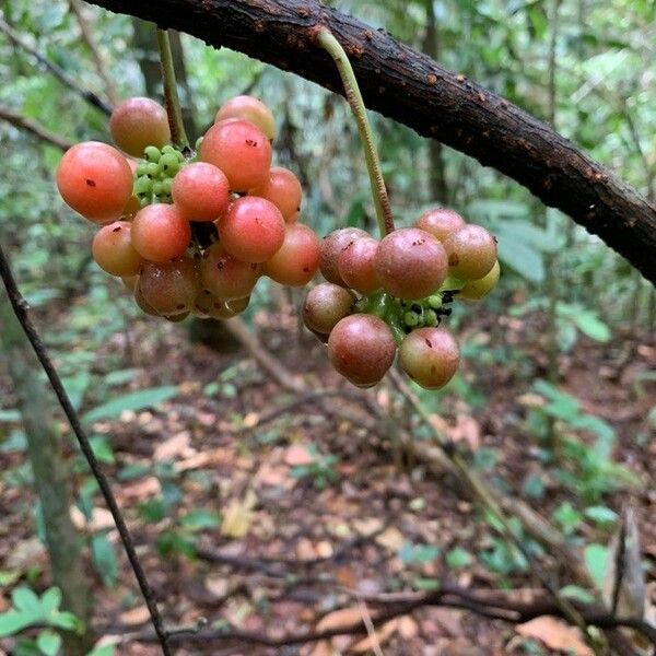 Hedycarya Engleriana Plant Care & How to Grow, Water