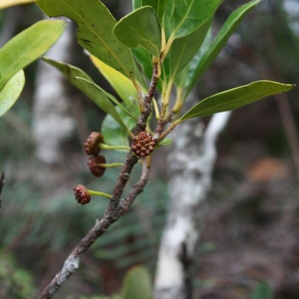 Hedycarya Parvifolia Plant Care & How to Grow, Water