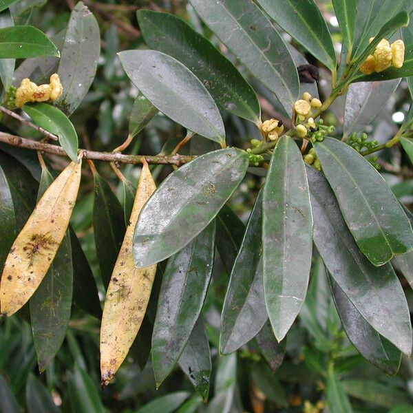 Hedycarya Rivularis Plant Care & How to Grow, Water