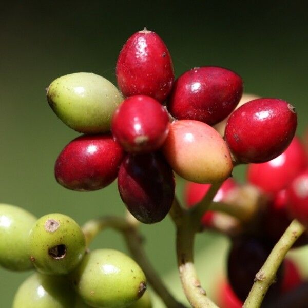 Hedycarya Symplocoides Plant Care & How to Grow, Water