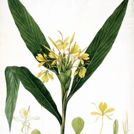 Scarlet Gingerlily (Hedychium Coccineum) Plant Care & How to Grow, Water