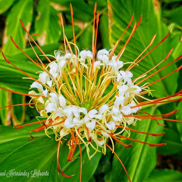 Hedychium Ellipticum Plant Care & How to Grow, Water