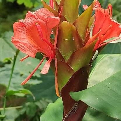 Hedychium Greenii Plant Care & How to Grow, Water