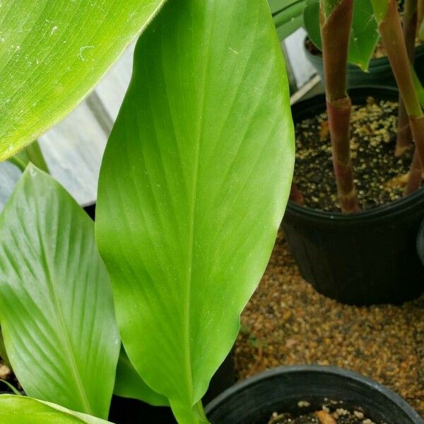 Hedychium Hasseltii Plant Care & How to Grow, Water