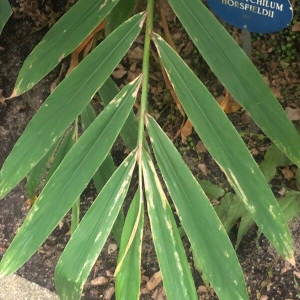 Hedychium Horsfieldii Plant Care & How to Grow, Water