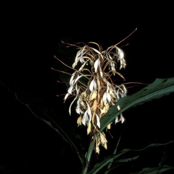Hedychium Roxburghii Plant Care & How to Grow, Water