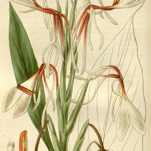 Spiked Ginger-Lily (Hedychium Spicatum) Plant Care & How to Grow, Water
