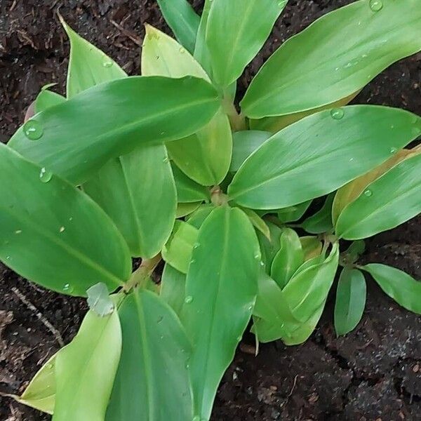 Hedychium Yunnanense Plant Care & How to Grow, Water