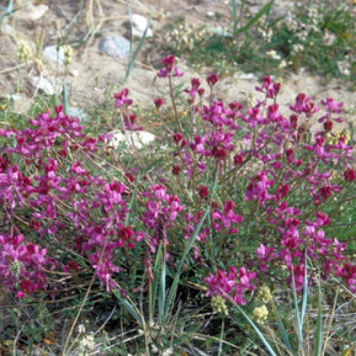 Italian Stone Pine (Pinus Pinea) Plant Care & How to Grow, Water