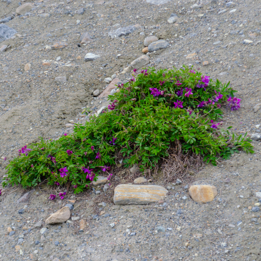 Utah Sweetvetch (Hedysarum Boreale) Care Guide: Water, Soil ...