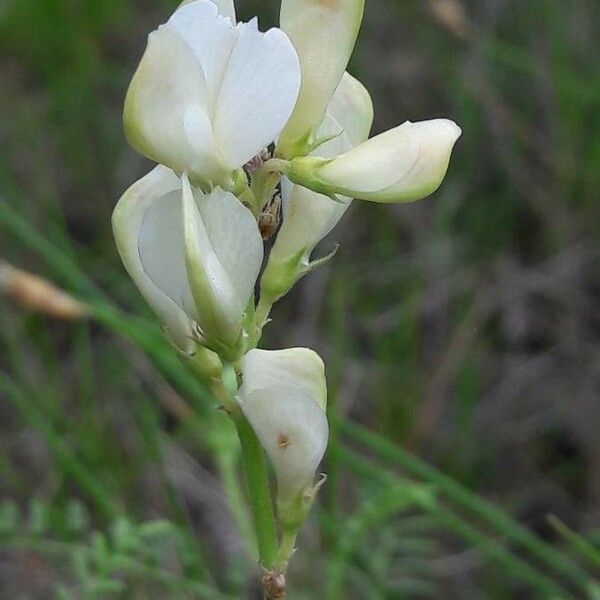 Hedysarum Boveanum Plant Care & How to Grow, Water