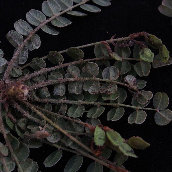 Hedysarum Kumaonense Care Guide: Water, Soil & Propagation - Plantiary