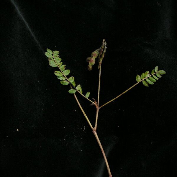 Hedysarum Sikkimense Care Guide: Water, Soil & Propagation - Plantiary